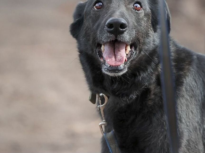 Ласковая собака из приюта