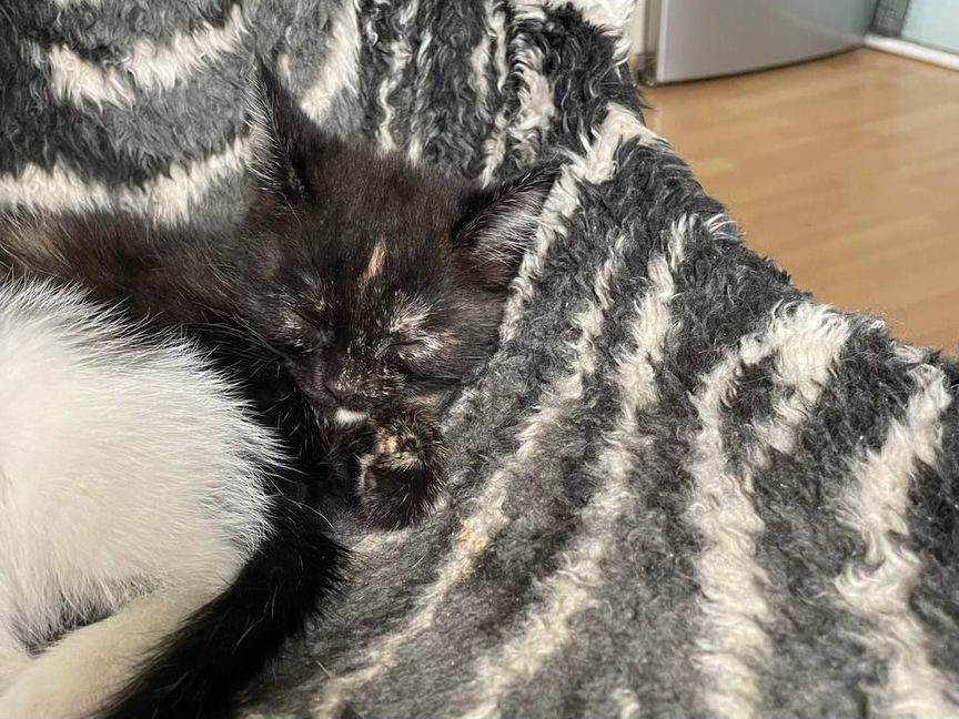 Котята в добрые руки бесплатно