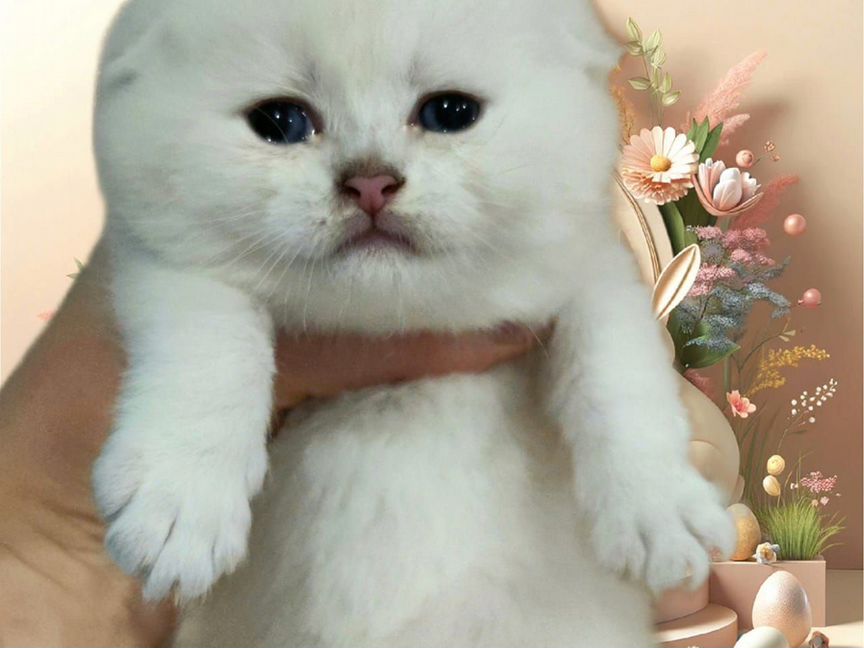 Шотландские котята