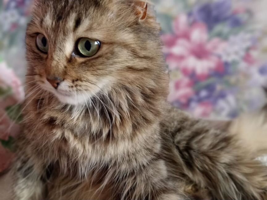 Девочка стерилизована 8 мес ласковая нежная