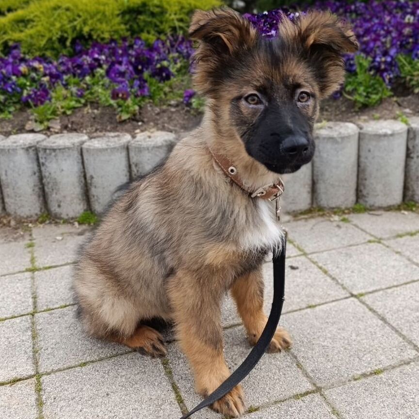 Щенок в добрые руки