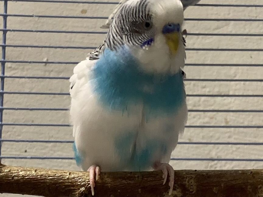 Волнистый попугай с клеткой