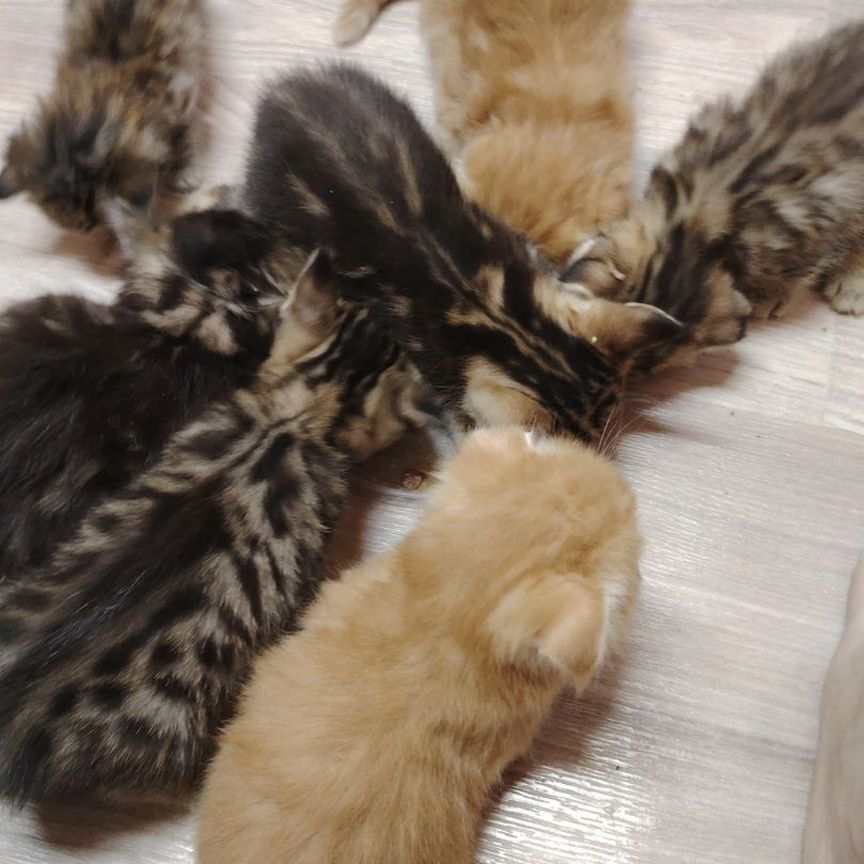 Вислоухие котята