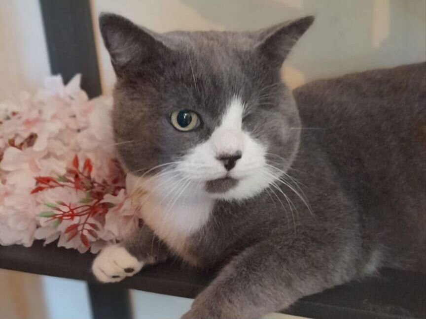 Кузя ищет дом