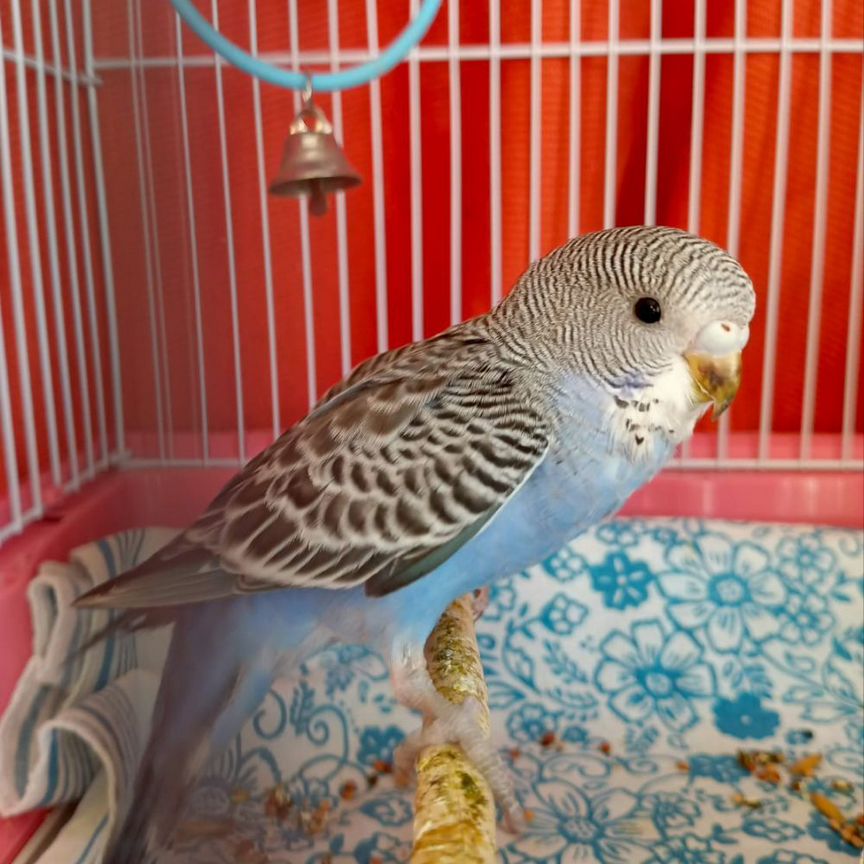 Птенцы волнистый попугай