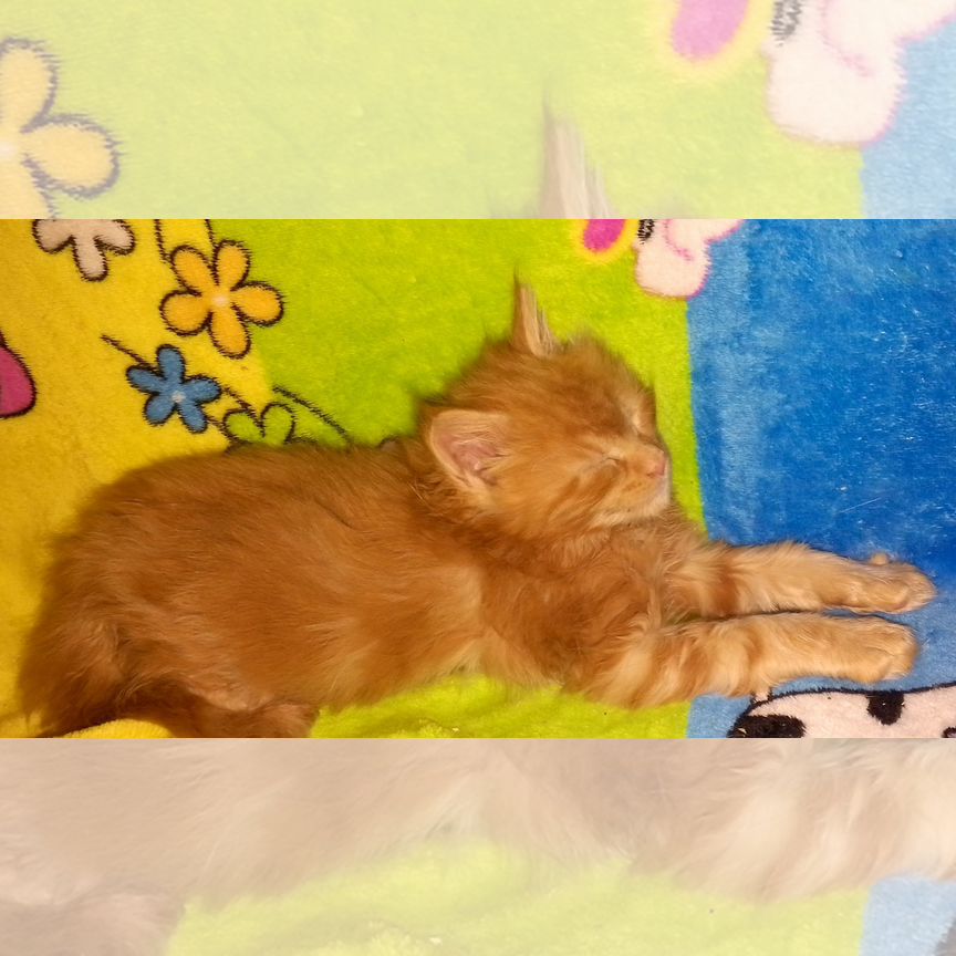 Мейн-кун котёнок