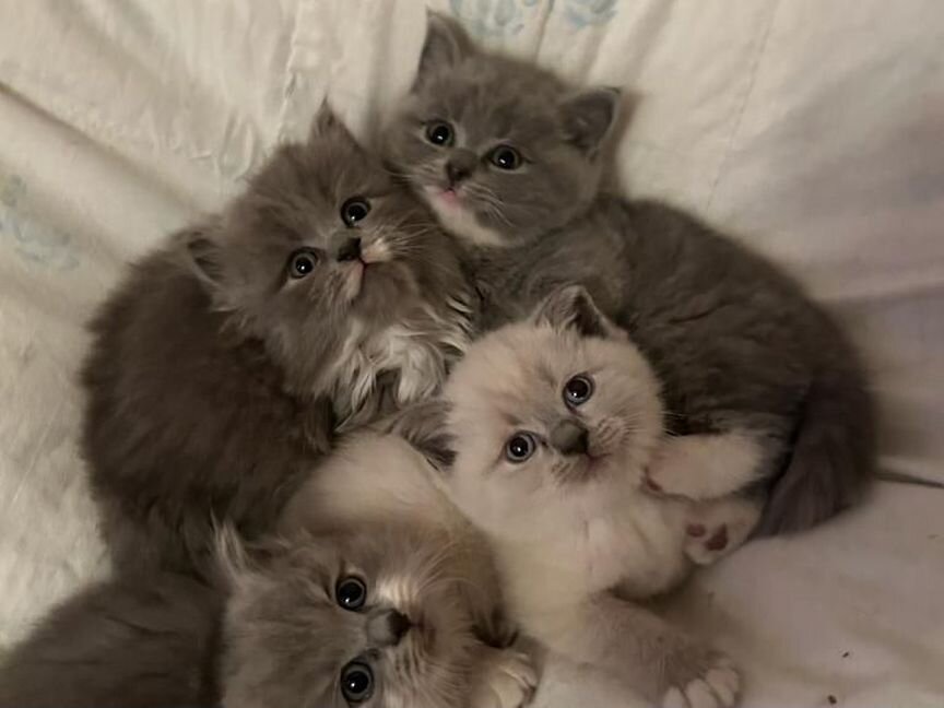 Котята в добрые руки бесплатно