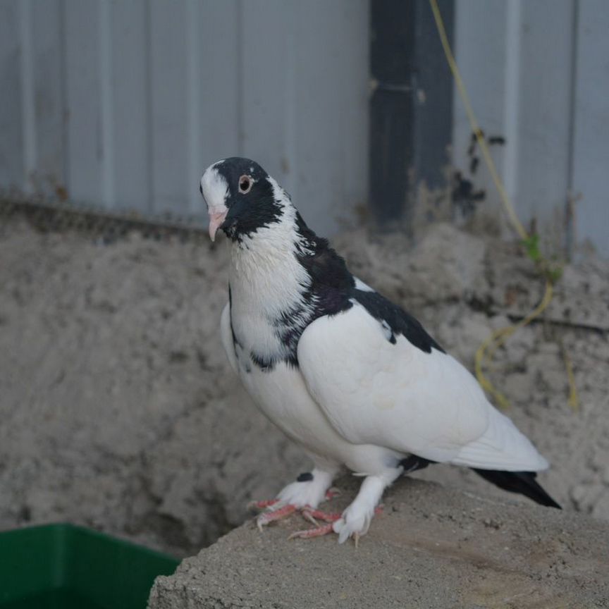 Декоративные птицы