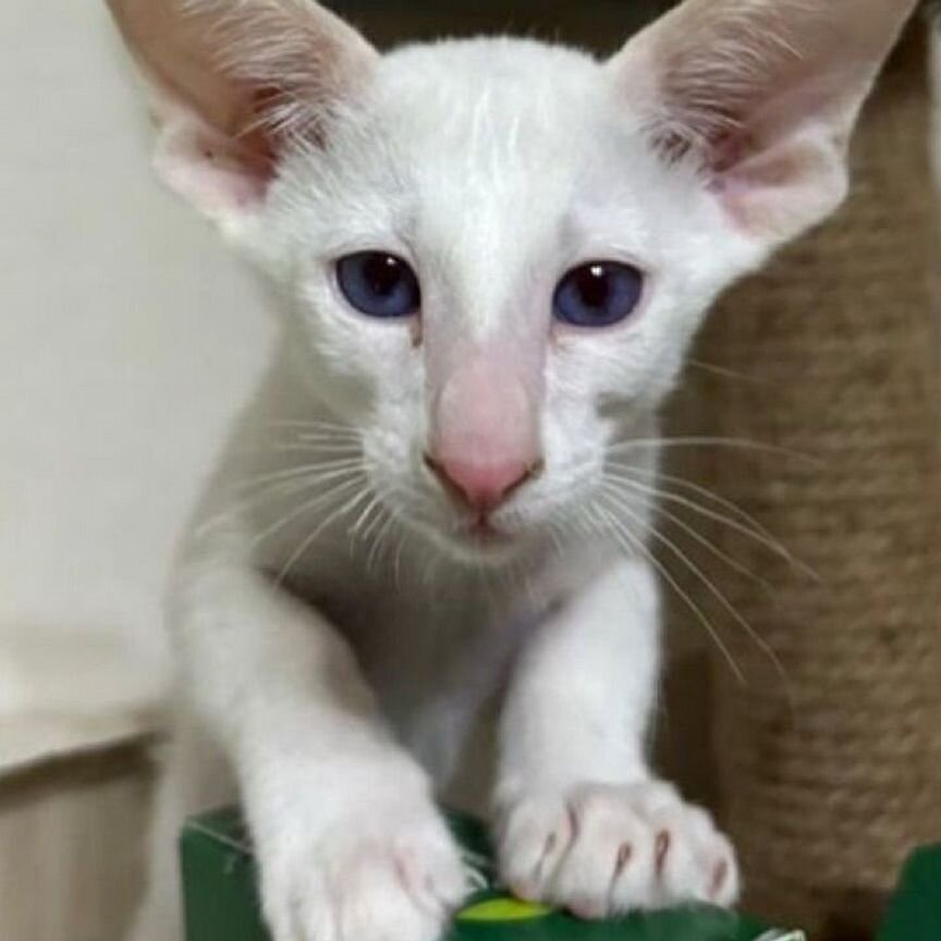 Ориентальные котята
