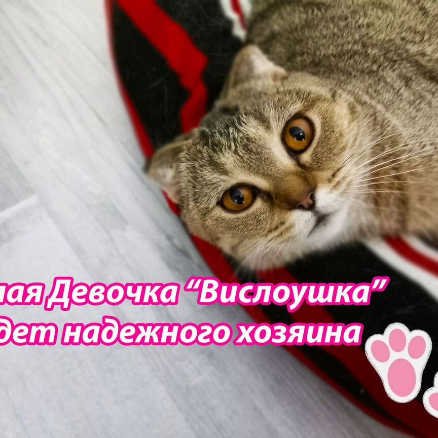 Шотладская вислоухая