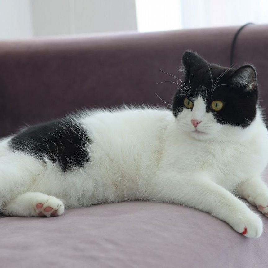 Кошка друг собак Шарлиз в дар