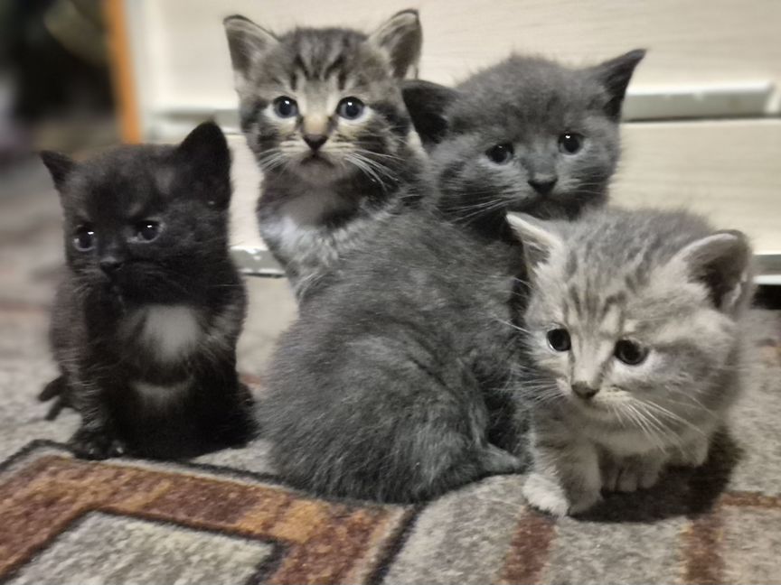 Котята в добрые руки