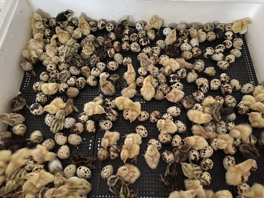 Перепела суточные