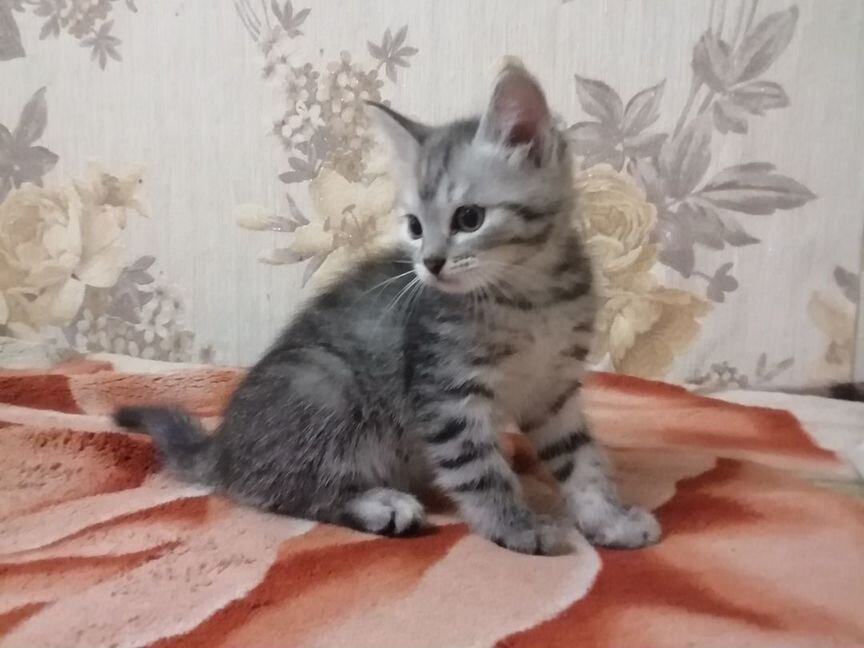 Котенок в добрые руки