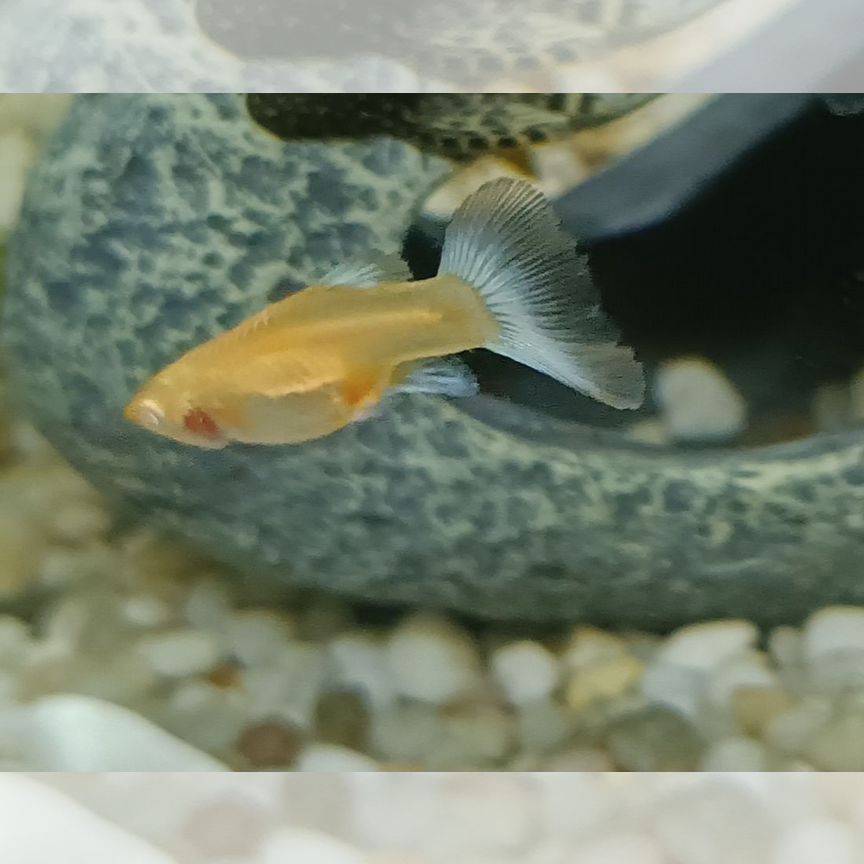 Рыбки гуппи 2 взрослые самки