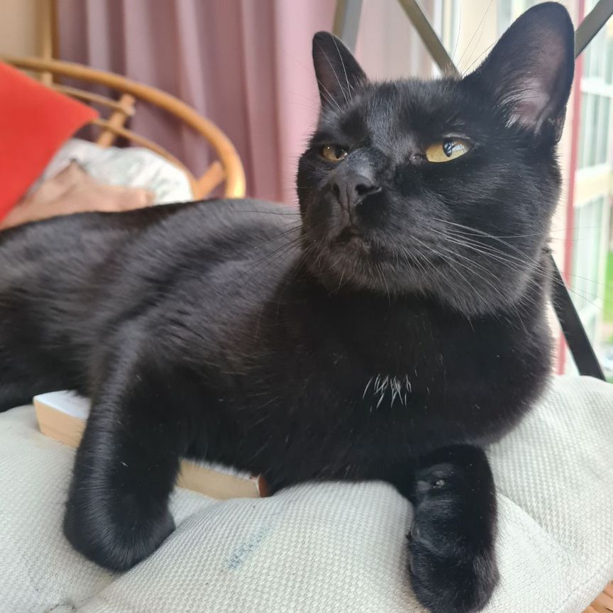 Кот/Кошка/Котик