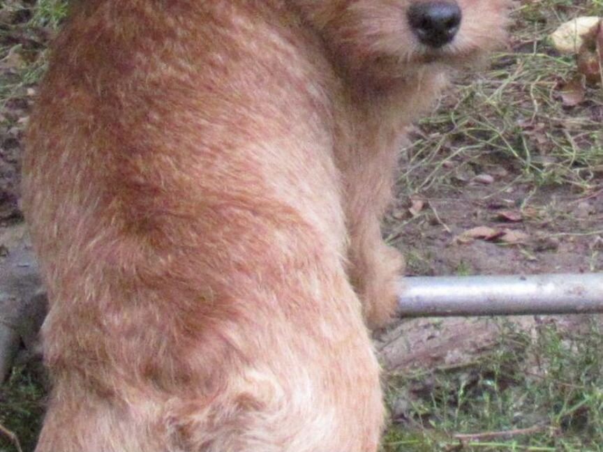 Норвич терьер сука