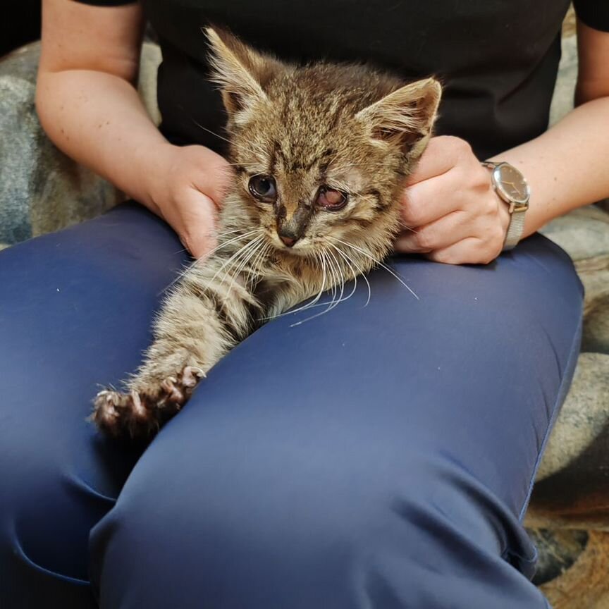 Котёнок в добрые руки