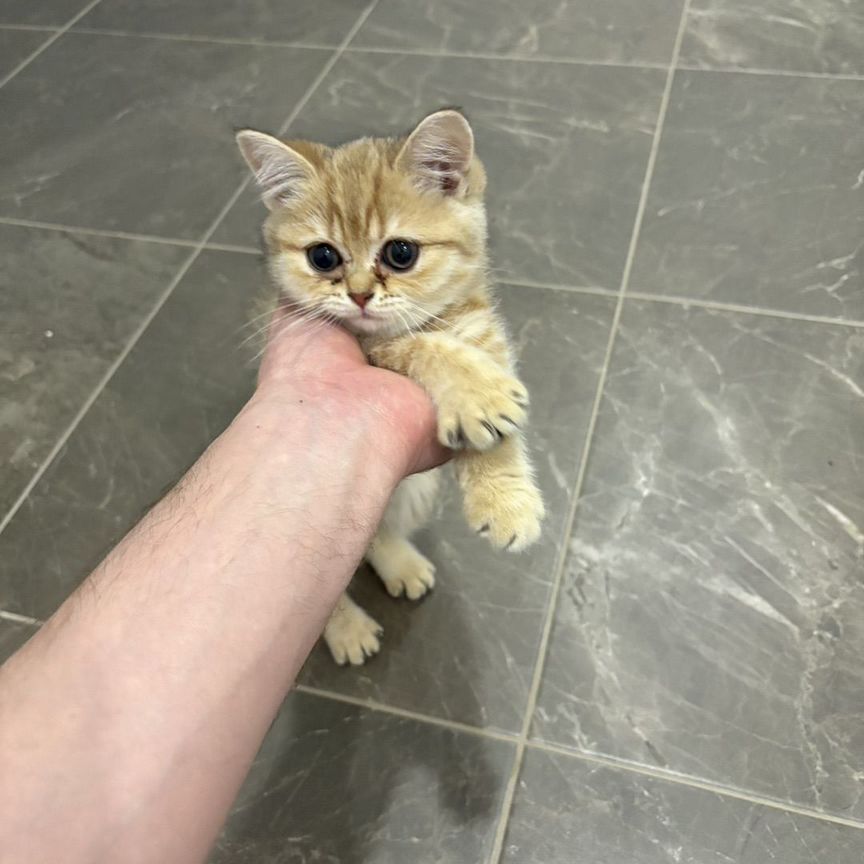 Британские котята