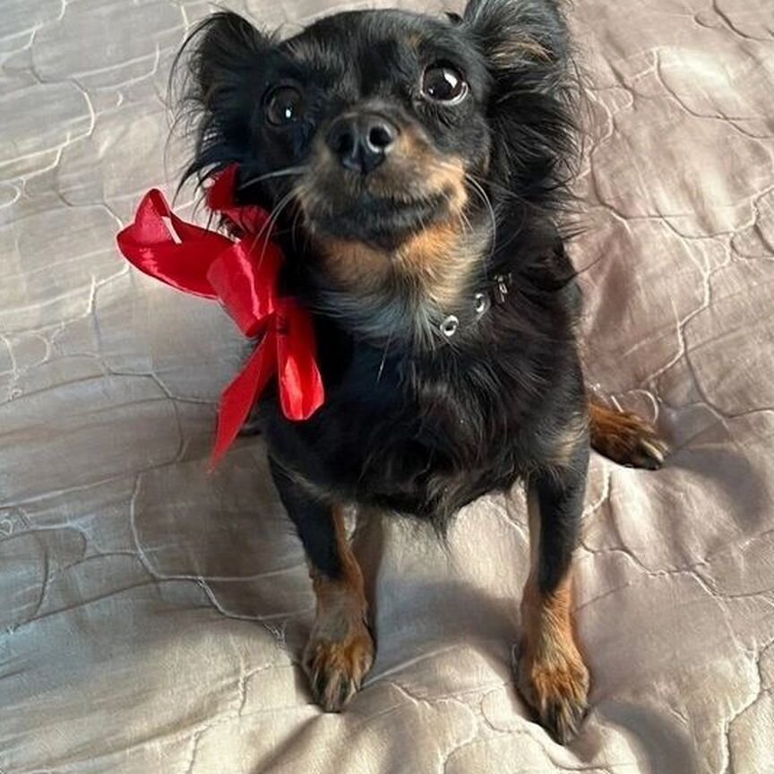 Той-терьер длинношёрстный