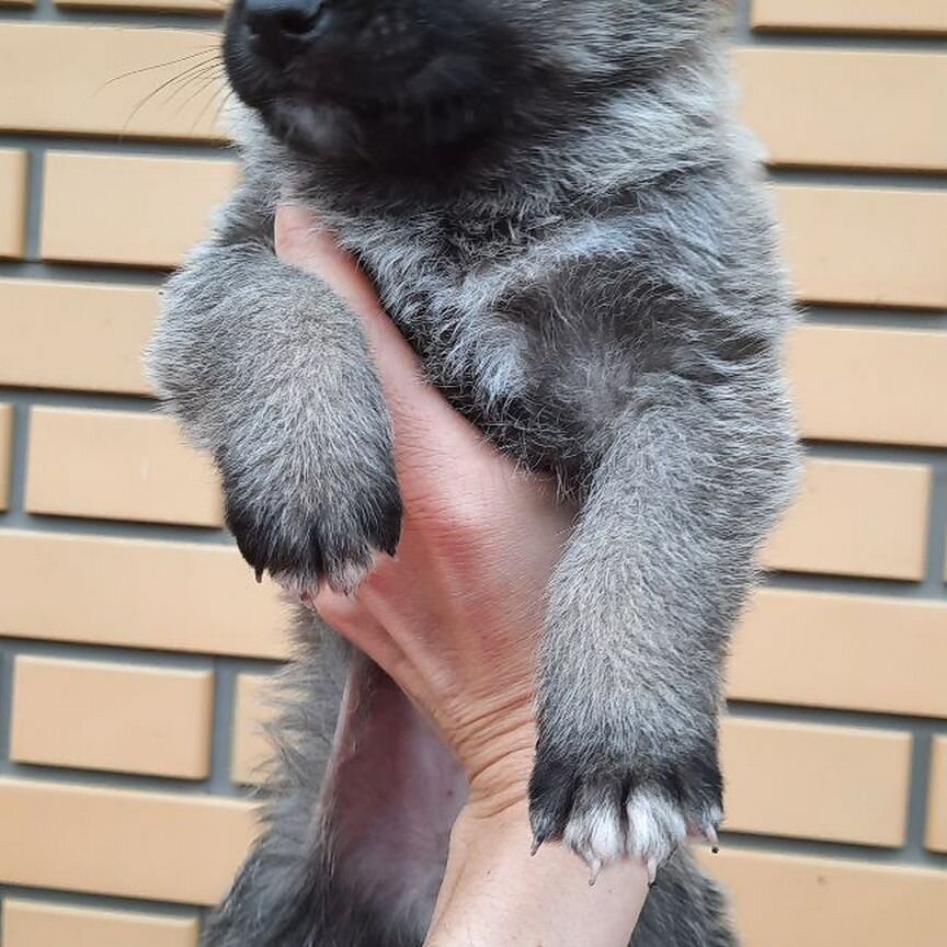 Помесь овчарки