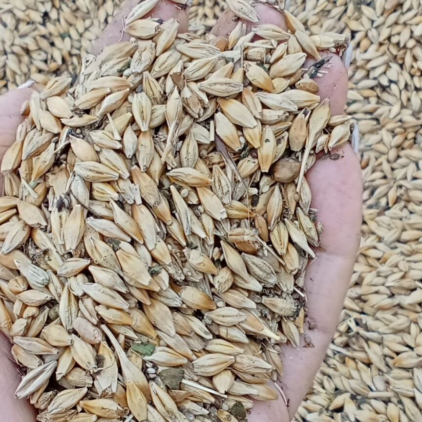 Продам солому ячменную,сено костровое все в тюках