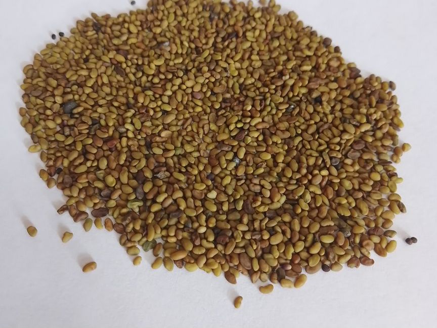 Семена люцерны