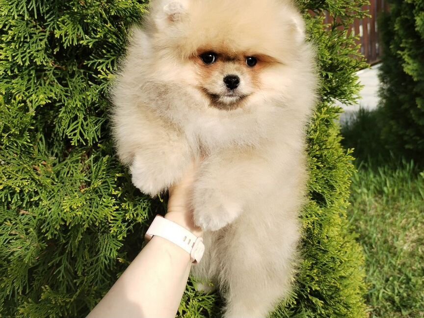 Рыжий красавчик