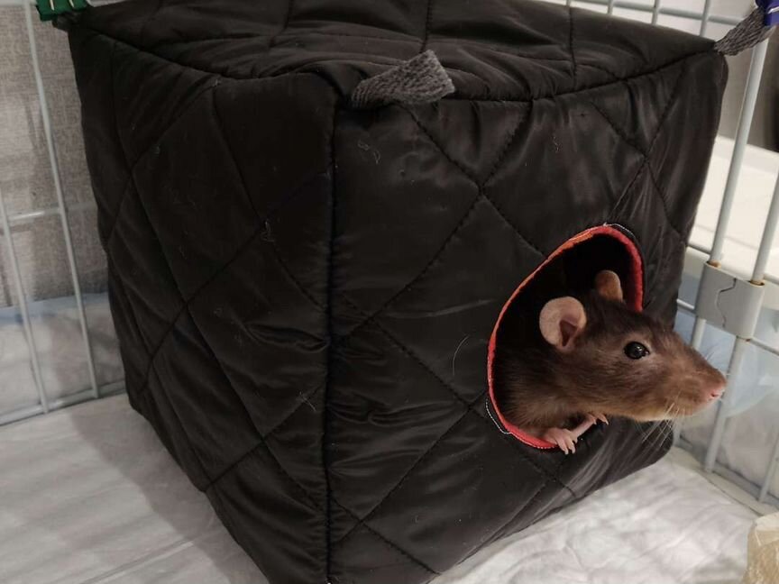 Домики, гамаки, для грызунов