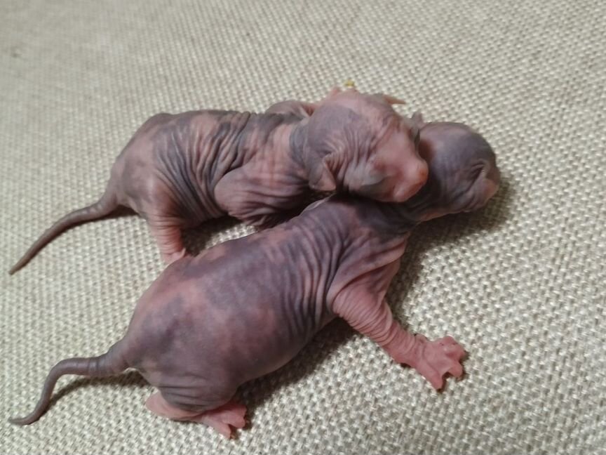 Канадский сфинкс котенок