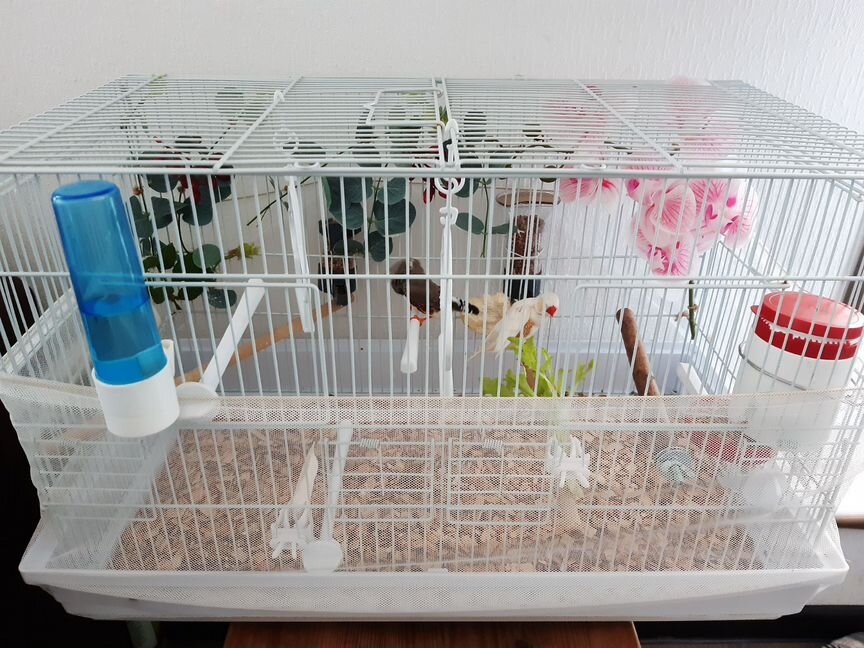 Зебровые амадины в добрые руки с клеткой