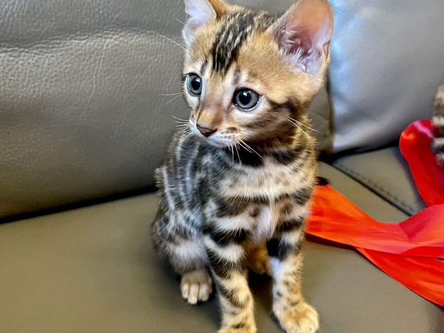 Бенгальские котята