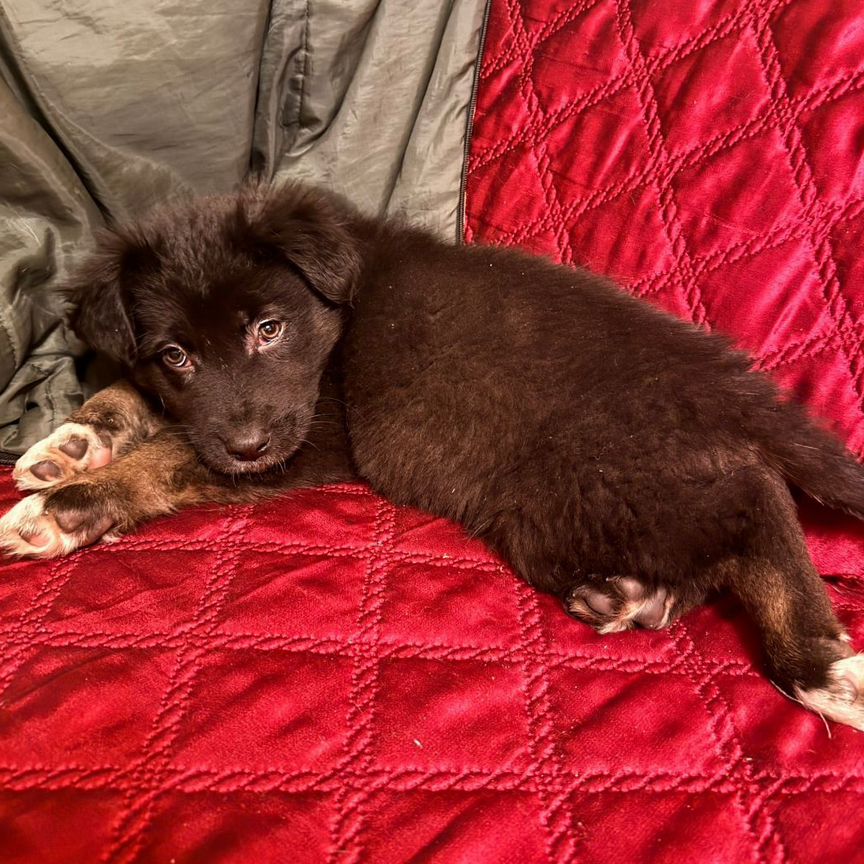 Щенок в добрые руки