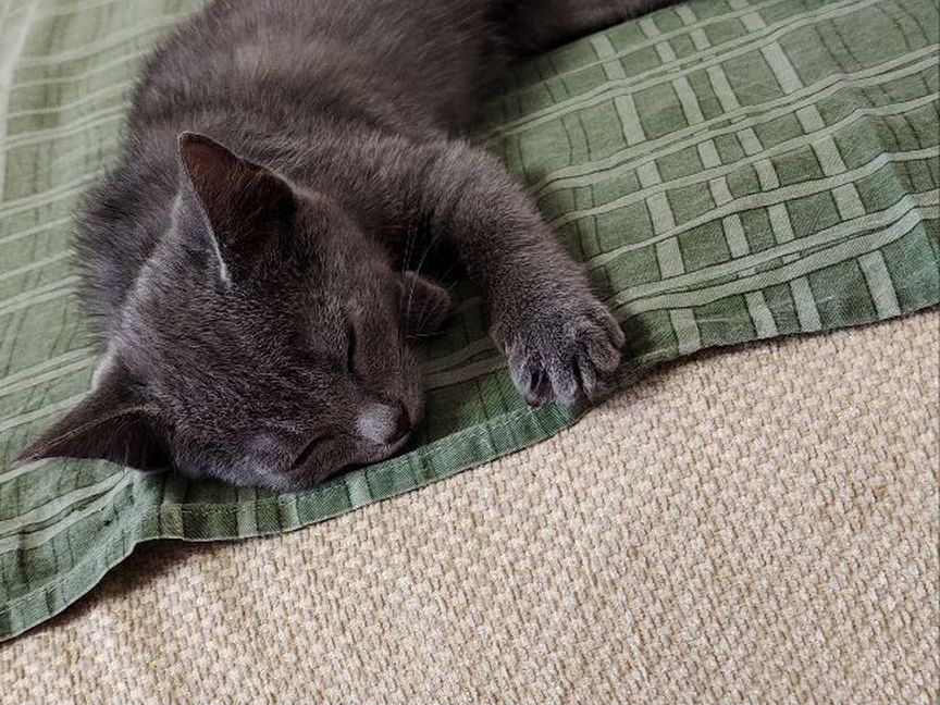 Отдам котёнка в добрые руки