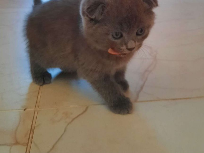 Вислоухие котята