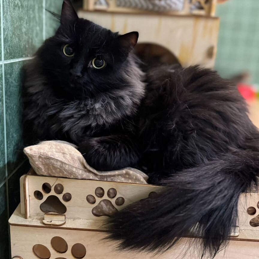 Котик в добрые руки