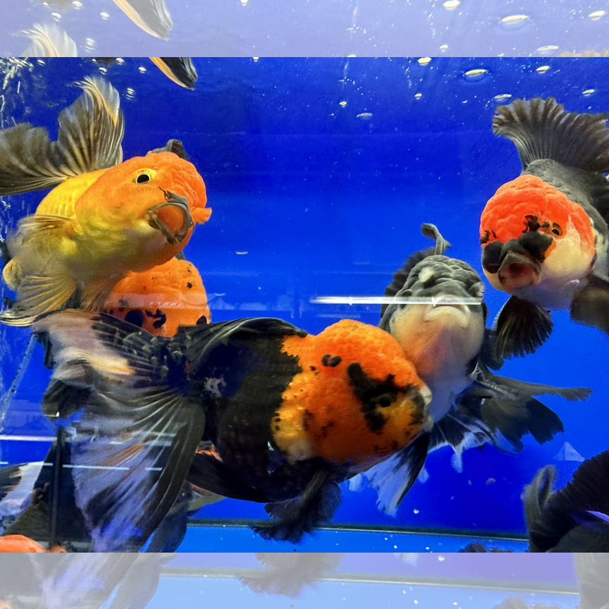 Оранда гигант,реукин