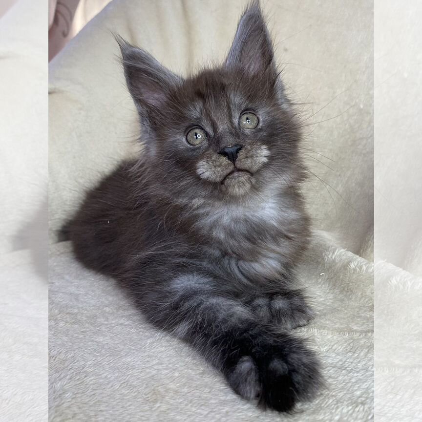 Мейн-кун котёнок