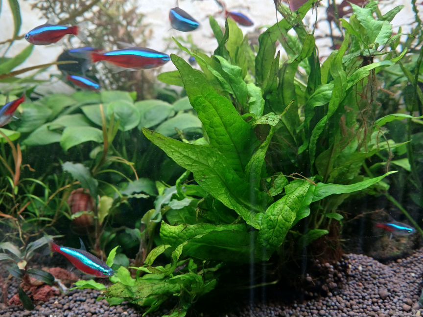 Живой декор для аквариума