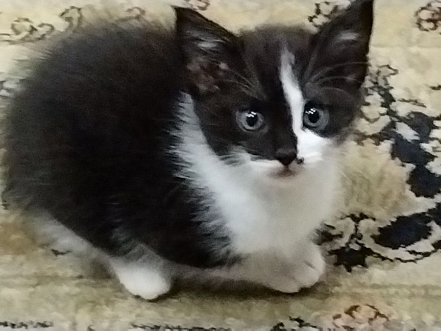 Кошка в дар