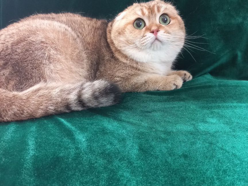Шотландский вислоухий кот золотая шиншилла