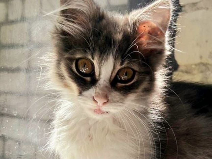 Фенотип мейн-куна котенок в дар