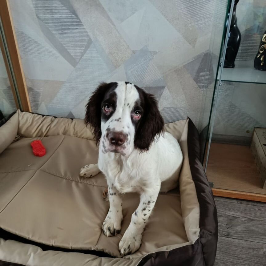 Спрингер спаниель