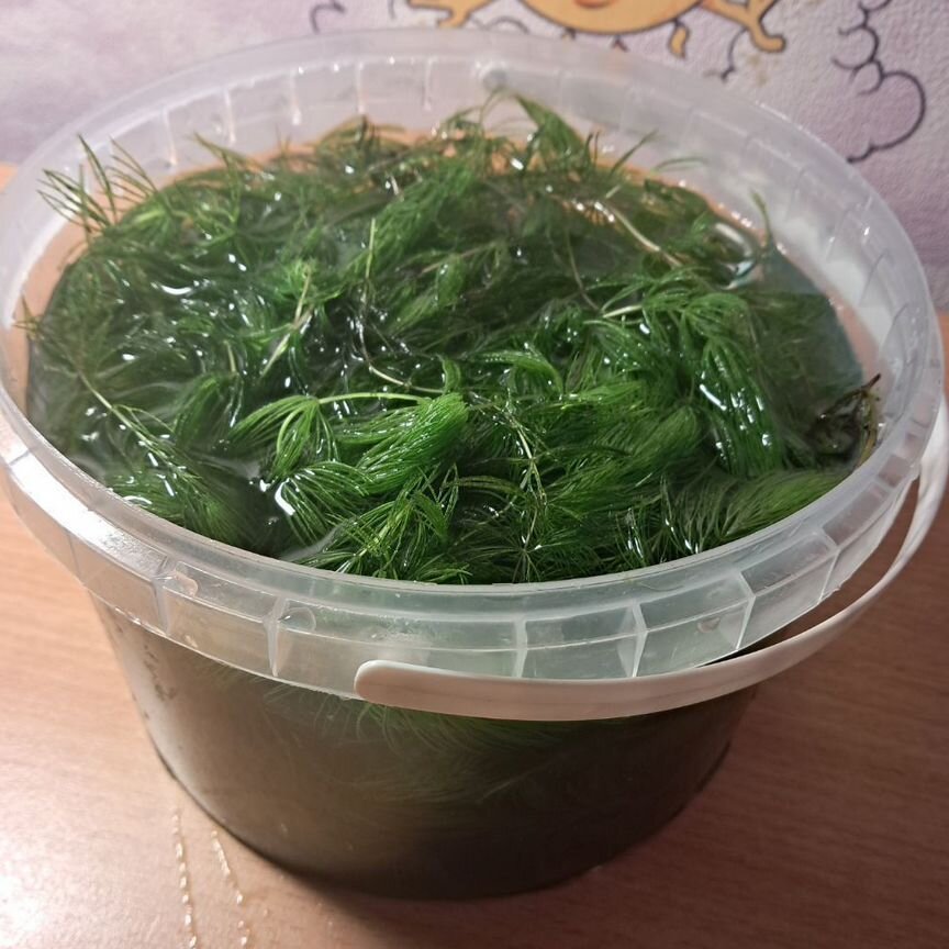 Роголистник в аквариум