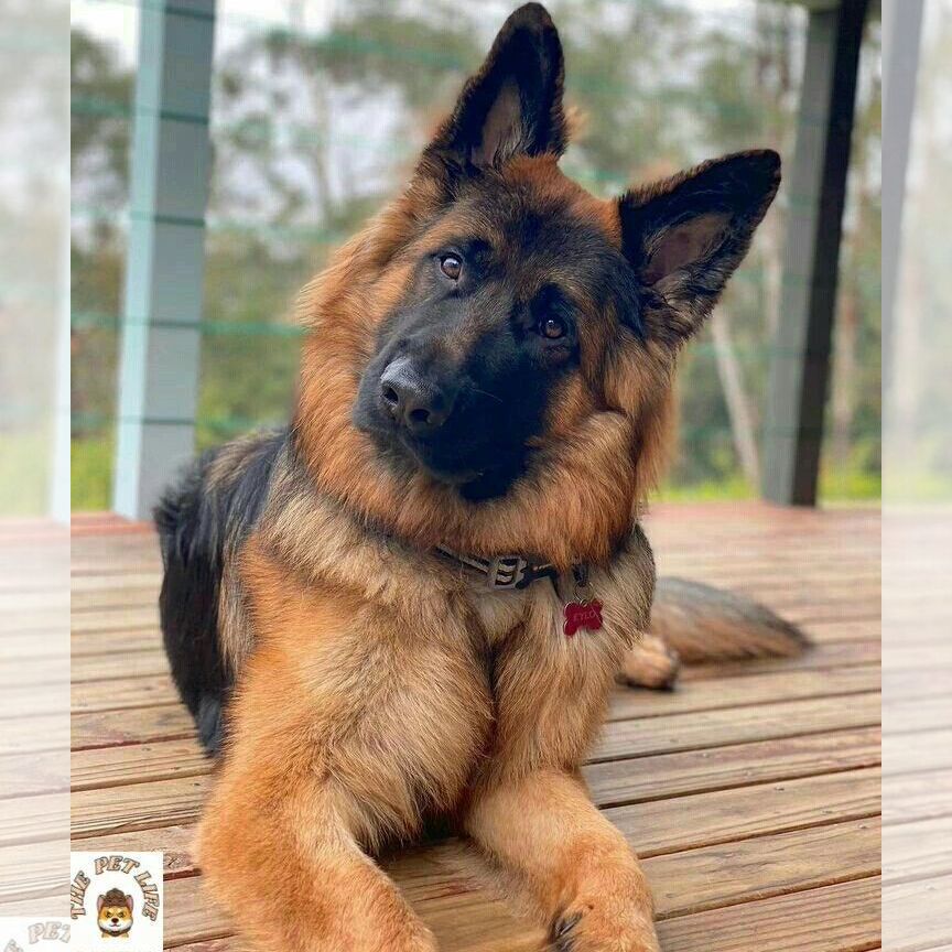 Немецкая овчарка, щенок