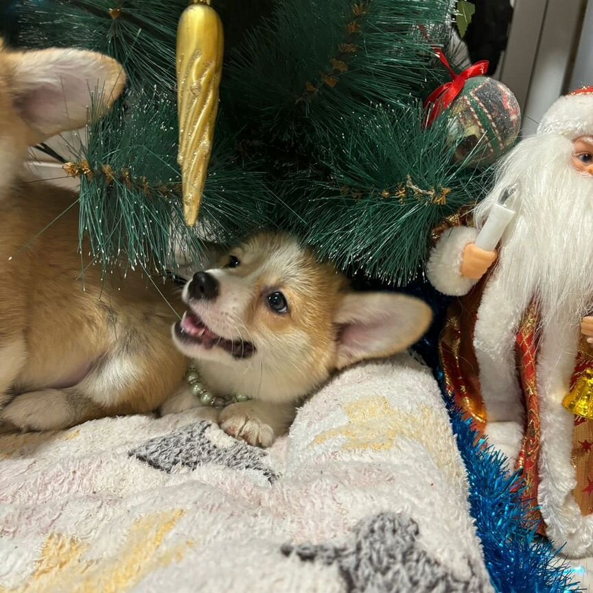 Лисята под елочку