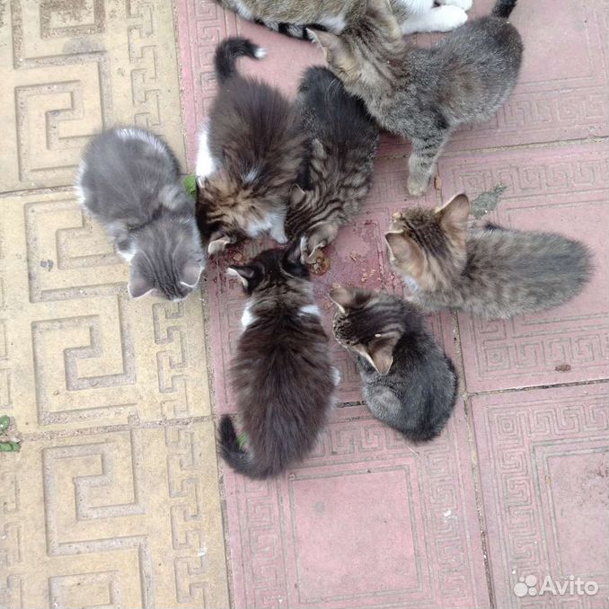 Семеро милых котят. Папа-кот сибирский