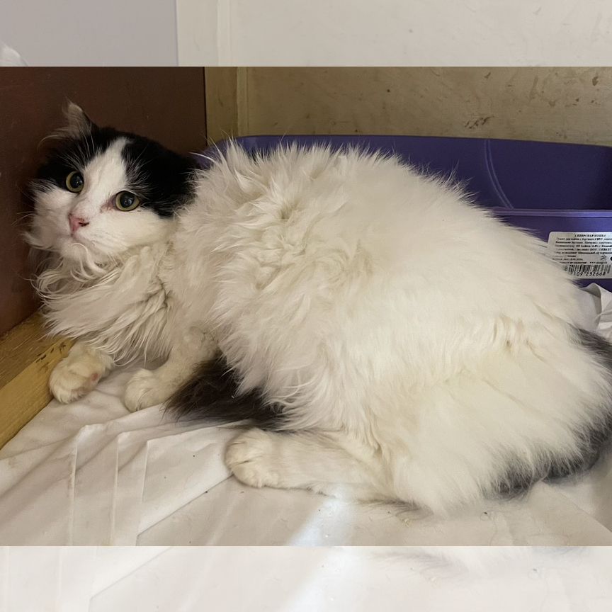 Котята норвежская лесная