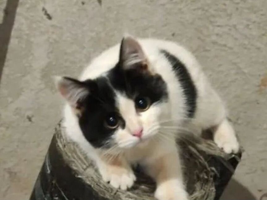 Котенок в добрые руки бесплатно