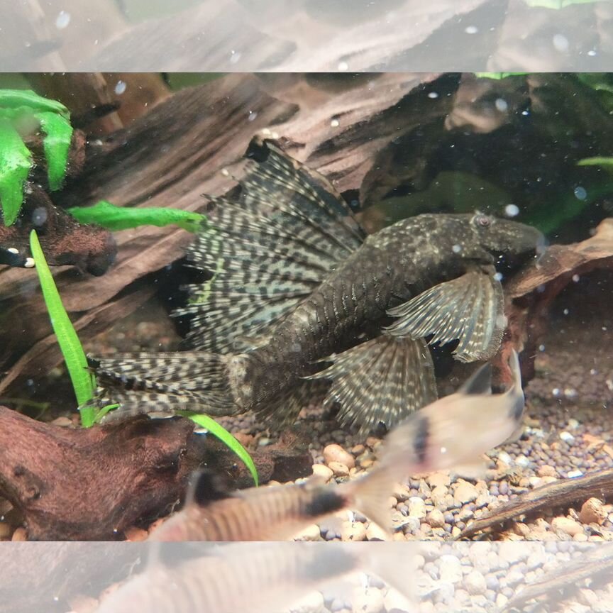 Анциструс вуалевый, мечущая пара